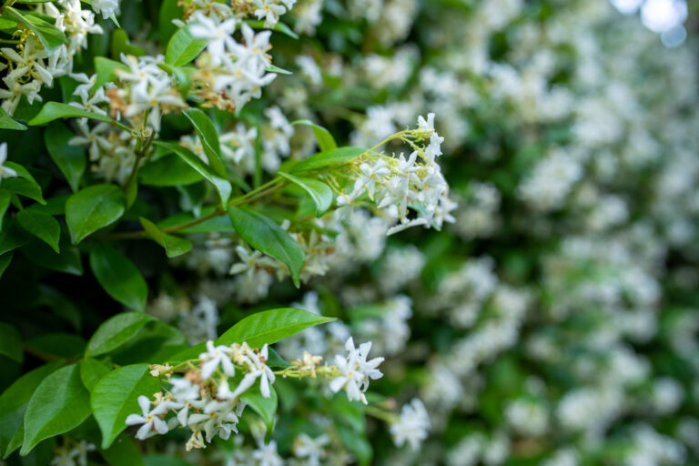 Kun je een Toscaanse Jasmijn in de volle grond planten - Hoe doe je dat ...